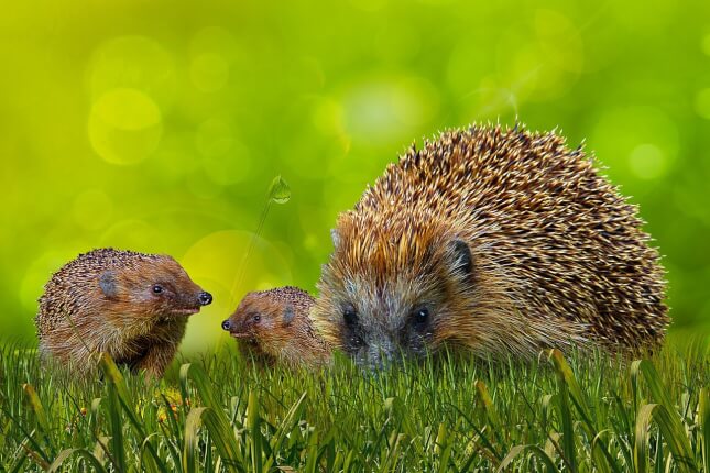 Ariciul | Ce mănâncă, ghicitori și alte curiozități – Utopic-times.com