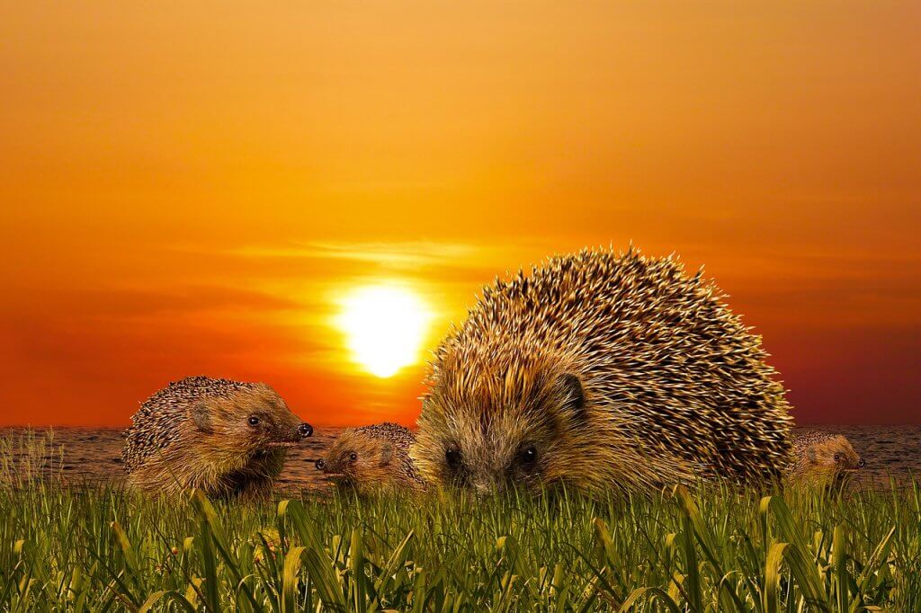 10 Superstiții despre arici și semnificația lui – Utopic-times.com