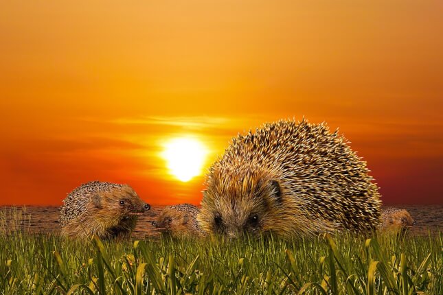 10 Superstiții despre arici și semnificația lui – Utopic-times.com