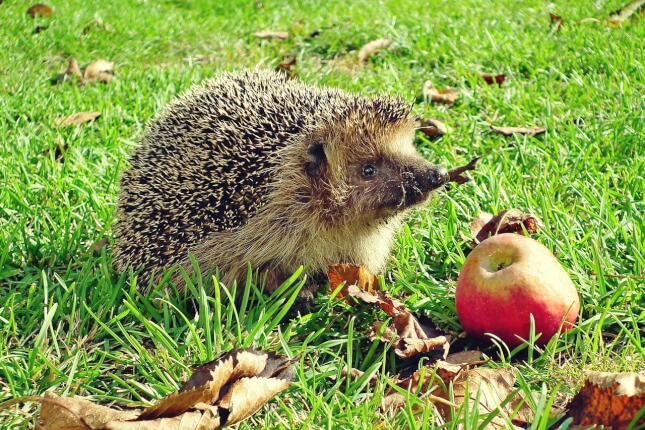 10 Superstiții despre arici și semnificația lui – Utopic-times.com